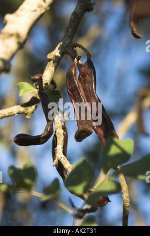 Al harruba dried fruit from mediterranean climate Stock Photo - Alamy