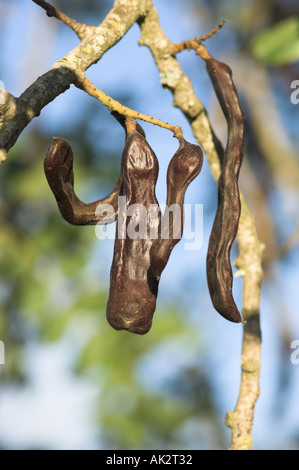 Al harruba dried fruit from mediterranean climate Stock Photo - Alamy