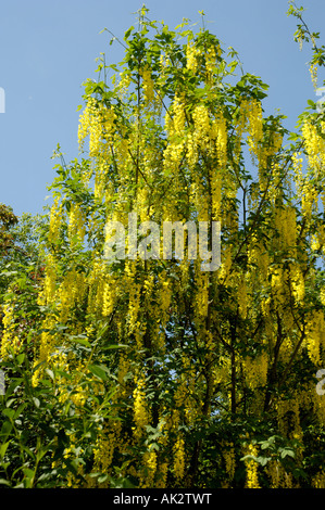 In spring, an ornamental laburnum bush blooms in nature Stock Photo - Alamy