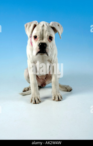 German Boxer, white Stock Photo - Alamy
