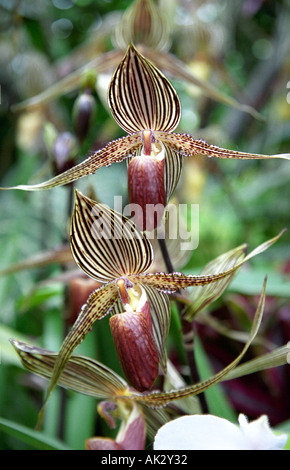 Orchids exhibition in Pacific Flora 2004 Japan Stock Photo - Alamy