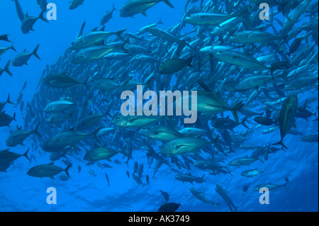 Schooling bigeye trevally near Avatoru Pass Rangiroa French Polynesia ...