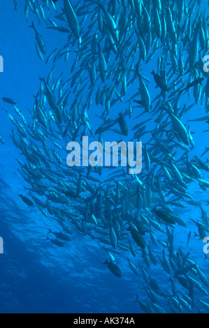 Schooling bigeye trevally near Avatoru Pass Rangiroa French Polynesia ...
