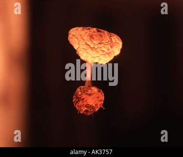 The Destroying angel! Stock Photo - Alamy