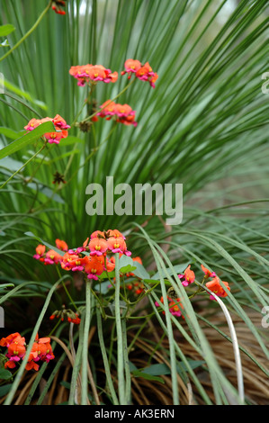 native plants growing in the bush in tasmania australia in spring Stock ...