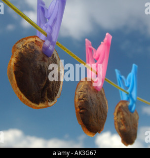 Tea Bags Drying on a washing line for re use Stock Photo - Alamy