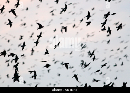 Purple Martin Flock Stock Photo - Alamy