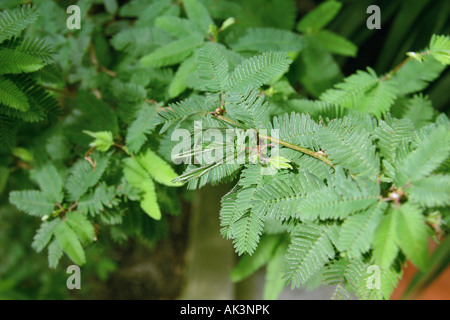 Mimosa pudica, the Sensitive plant, being touched Stock Photo - Alamy