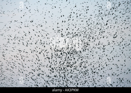 Purple Martin Flock at Lake Murray South Carolina Stock Photo - Alamy