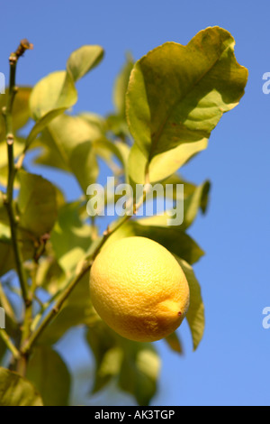 Lemon on a tree - Competa, Southern Spain Stock Photo - Alamy