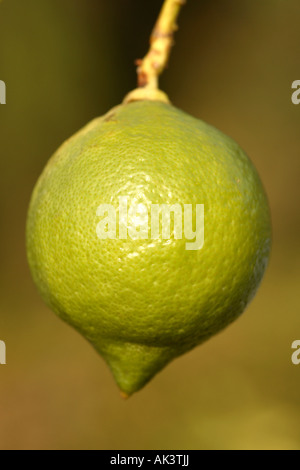 Lemon on a tree - Competa, Southern Spain Stock Photo - Alamy