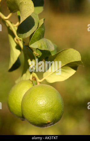 Lemon on a tree - Competa, Southern Spain Stock Photo - Alamy