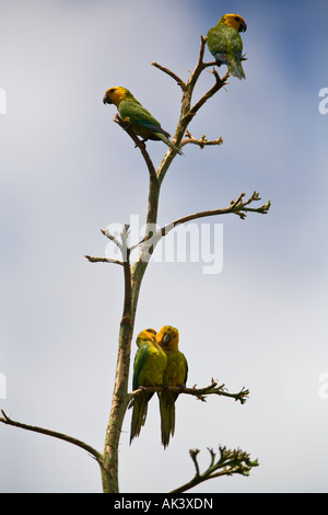 The brown throated conure plumage is green. The forehead, sides of head ...