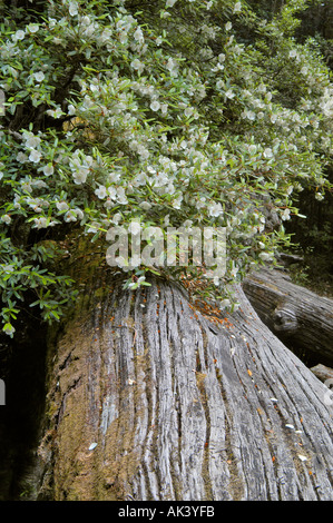 rainforest and flowering leatherwood Eucryphia lucida trees Franklin ...
