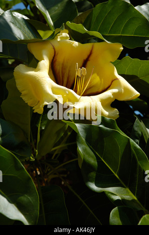 flower of a cup of gold, Solandra nitida Stock Photo - Alamy