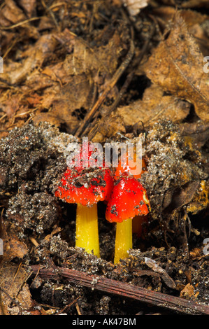 Hygrocybe cuspidata waxy cap mushrooms approx 1.5" tall Stock Photo - Alamy