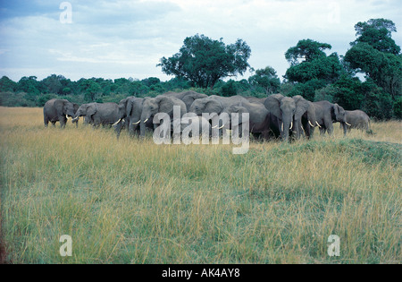 Female elephants in a circle to protect their babies whilst they play ...