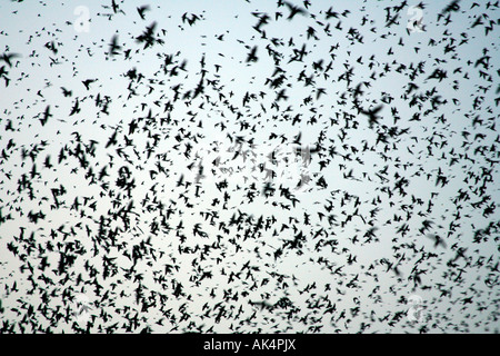 Purple Martin Flock at Lake Murray South Carolina Stock Photo - Alamy