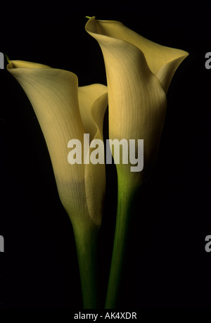 TWO CALLA LILIES Stock Photo - Alamy