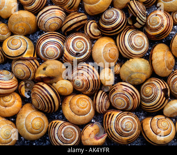 Snail shells Stock Photo - Alamy
