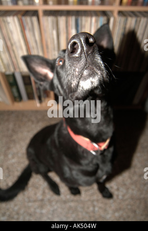 Distorted closeup portrait of a black dog looking at the camera Stock ...