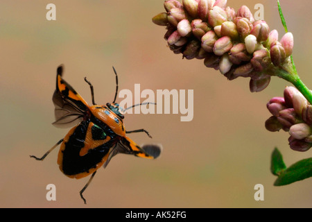 Shield Bug (Eurydema dominulus Stock Photo - Alamy