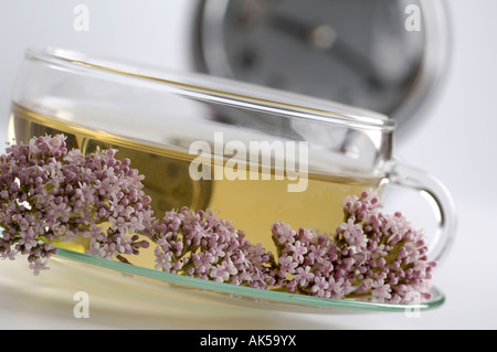 Common Valerian (Valeriana officinalis), alarm clock and Valerian drops ...