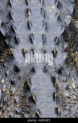 American Alligator (Alligator mississippiensis) detail of skin on back ...