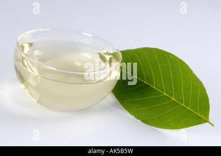 Walnut leaf, cup with walnut tea (Juglans regia), walnut tea Stock ...