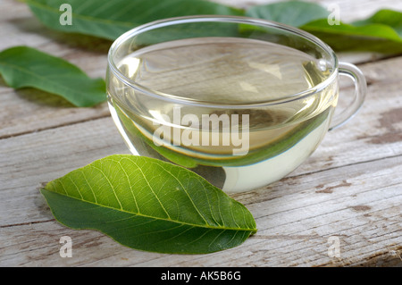 Walnut leaf, cup with walnut tea (Juglans regia), walnut tea Stock ...