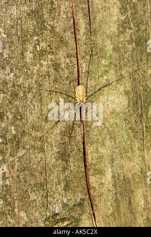 Harvestman (Opilio canestrinii), Netherlands Stock Photo - Alamy