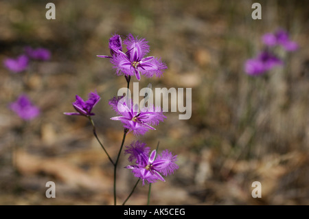 Fringed Violet or Fringed Lily Thysanotus tuberosus New South Wales ...