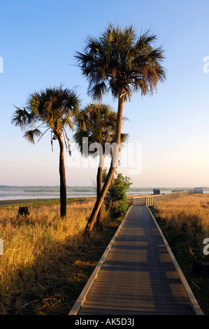 Cabbage Palm, Myakka River State Park, Florida, USA, Cabbage Palmetto ...