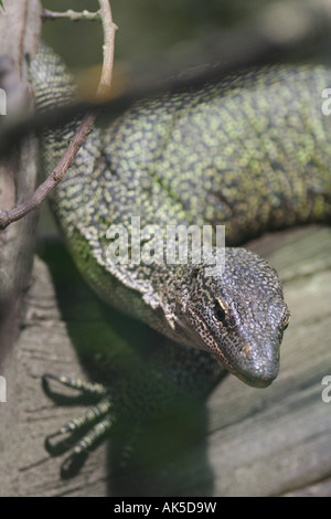 Mangrove Monitor Lizard, or Goanna, Varanus indicus, Uepi Island ...
