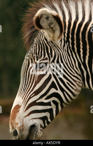 Head shot of a Grevys zebra (equus grevyi) in a zoo Stock Photo - Alamy