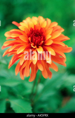 colour, garden, flower, plant, bloom, blossom, flourish, flourishing ...