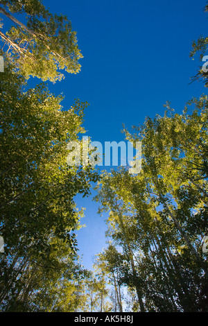 Low angle shot of tall trees near the river with a blue sky in the ...