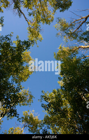 Low angle shot of trees in a forest Stock Photo - Alamy