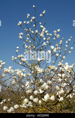 Magnolia 'Emma Cook Stock Photo - Alamy
