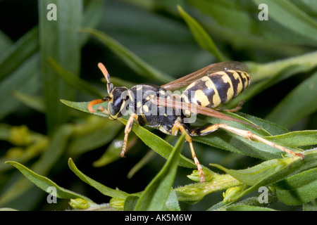 Tree Wasp (Dolichovespula sylvestris) adult worker covered with pollen ...