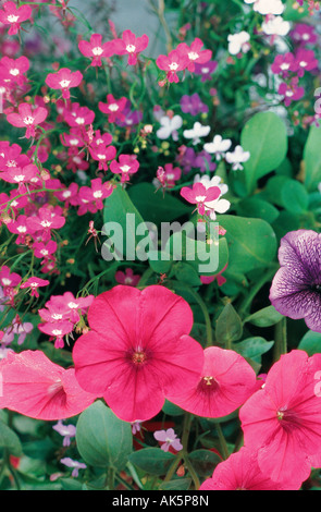 Close-up of a purple and pink Petunia hanging on a reed background with ...