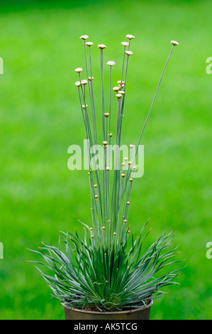 Mikado, Mikado Plant (Syngonanthus chrysanthus), blooming Stock Photo ...