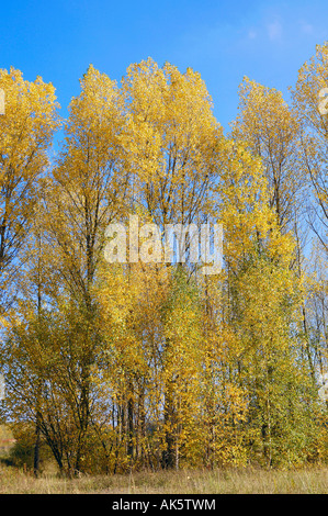Grey poplars, North Rhine-Westphalia (Populus canescens), Germany Stock ...