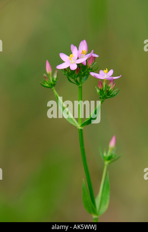 Lesser Centaury, North Rhine-Westphalia, Germany (Centaurium erythraea ...
