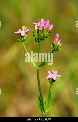 Lesser Centaury, North Rhine-Westphalia, Germany (Centaurium erythraea ...