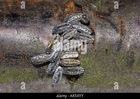 Eggs of the Pink-winged stick insect (Sipyloidea sipylus), occurrence ...