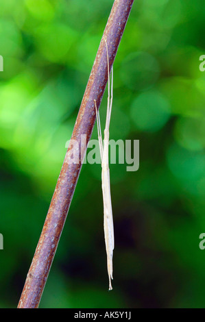 Pink Winged Stick Insect Stock Photo - Alamy