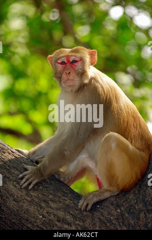 Rhesus Monkey, male, Keoladeo Ghana national park, Rajasthan, India ...