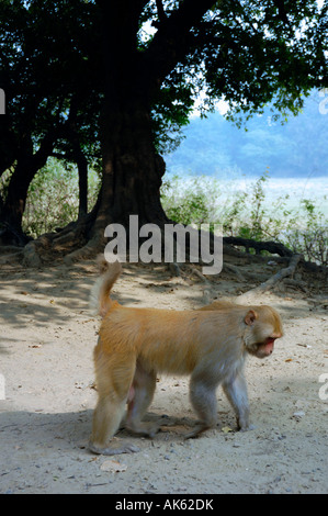 Rhesus Monkey, male, Keoladeo Ghana national park, Rajasthan, India ...