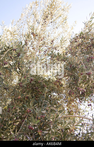 Olives growing on the tree Marrakesh, Morocco, Africa Stock Photo - Alamy